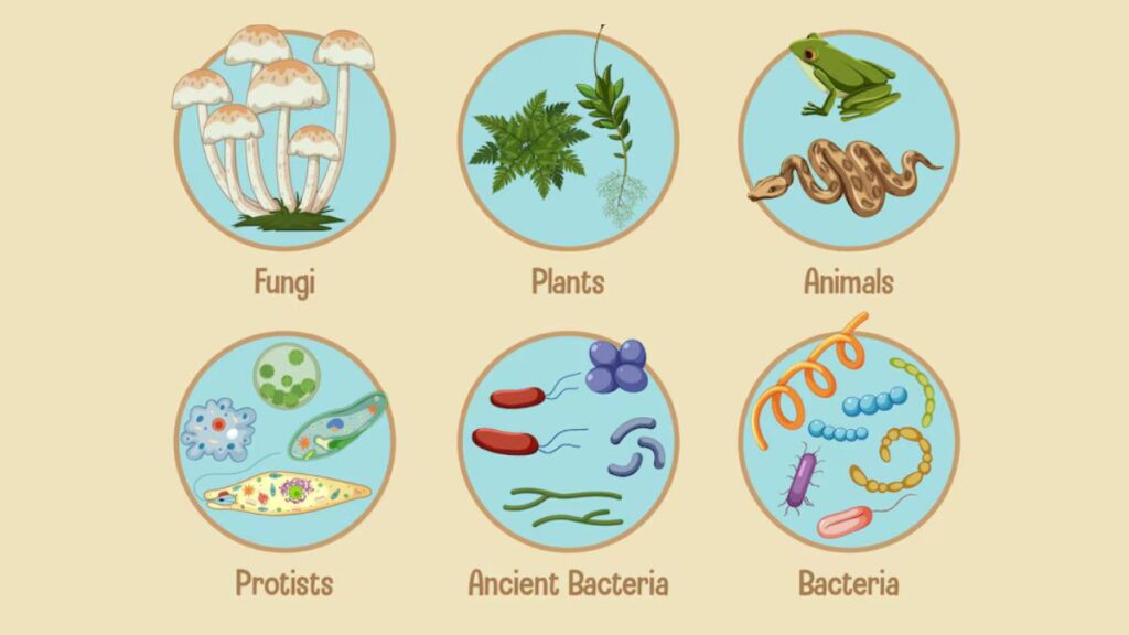 5 Different Strains and Species of Probiotics